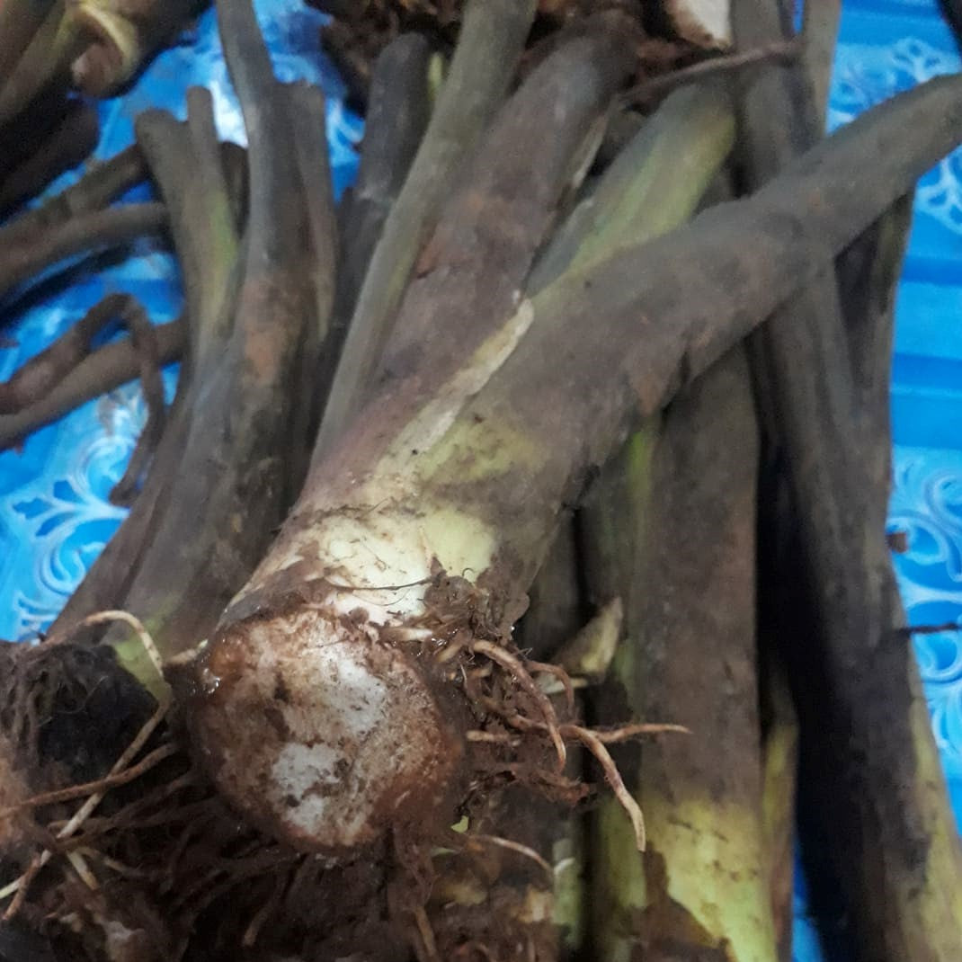 Dalo Suckers – Aggie Global Fiji