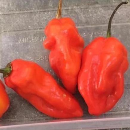 Bongo Chillies – Aggie Global Fiji