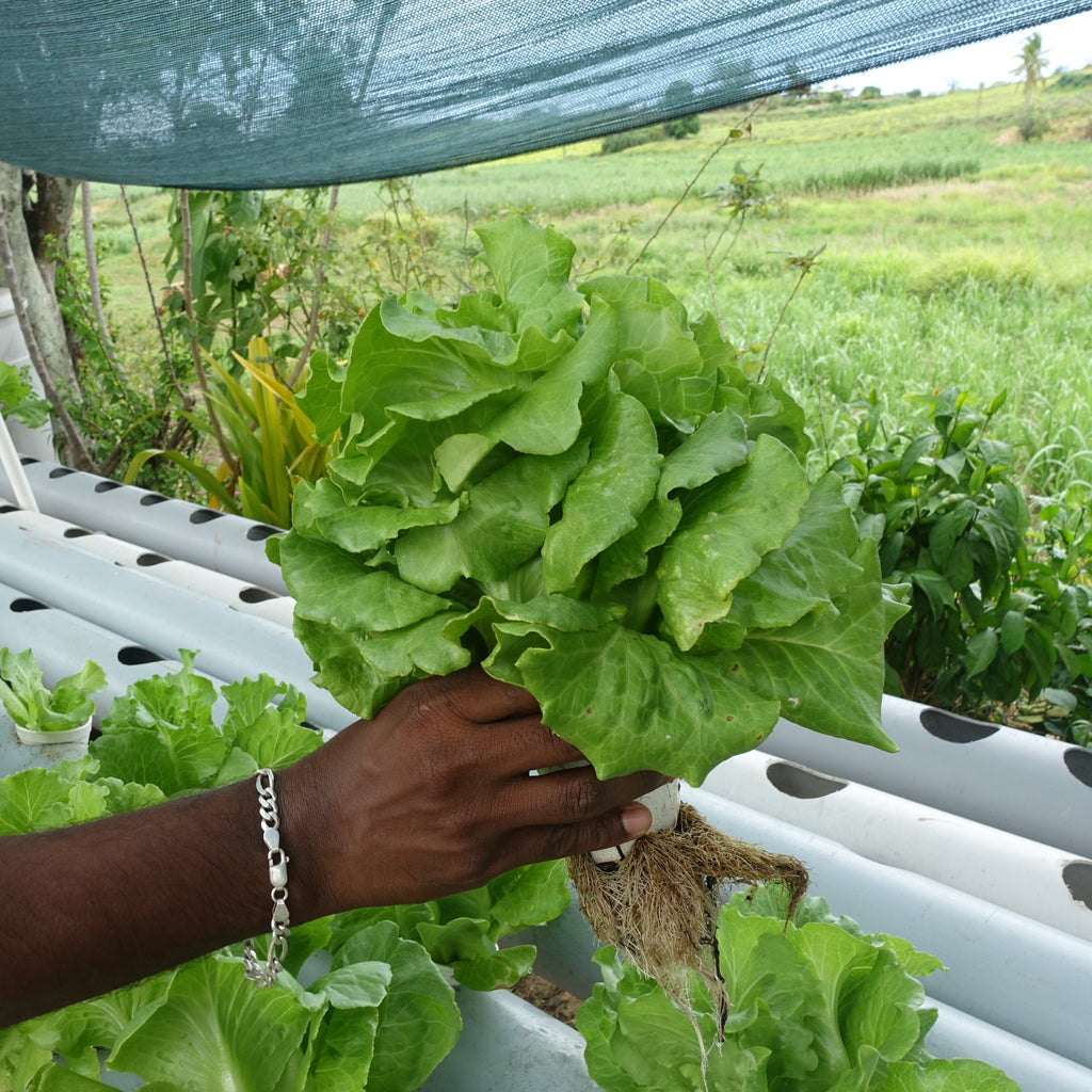 Hydroponic Lettuce – Aggie Global Fiji