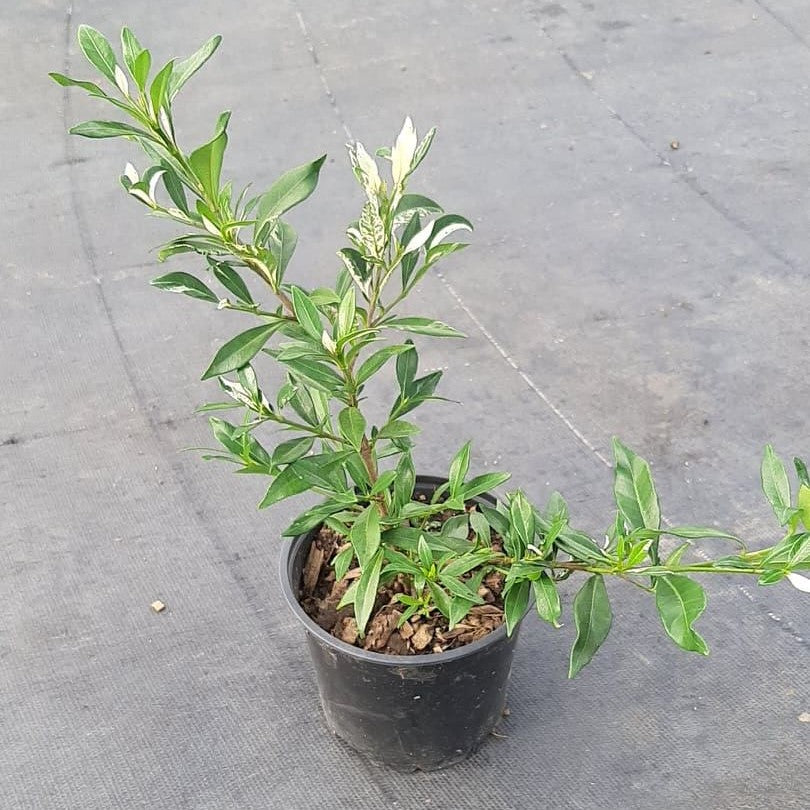 Dilo Plants (Anjalin's) – Aggie Global Fiji